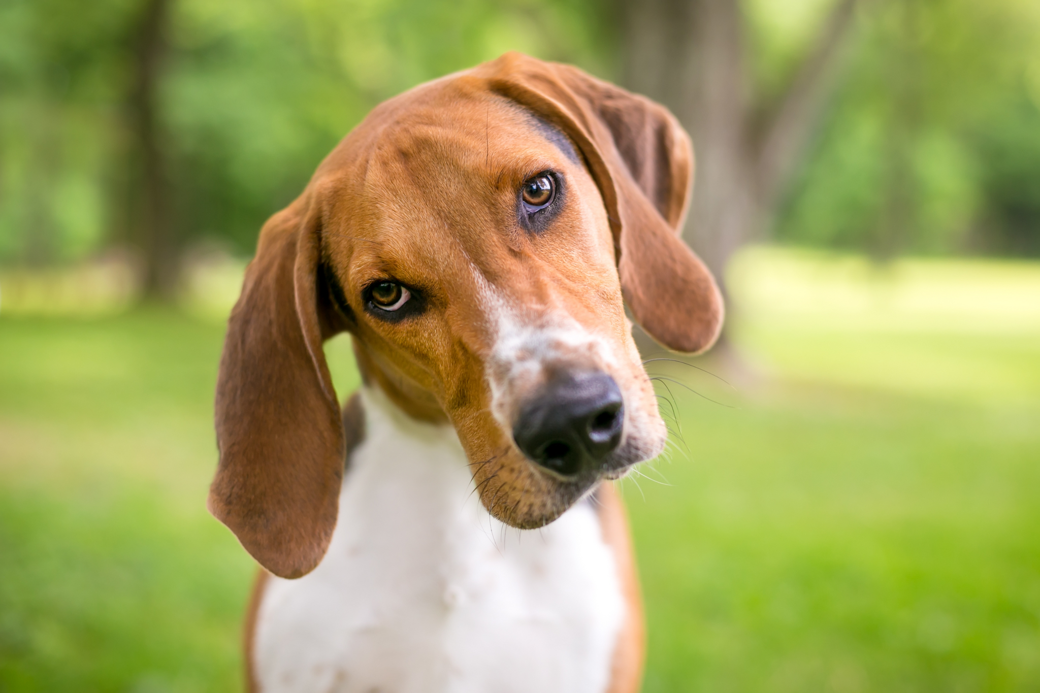 Perché il cane inclina la testa quando gli parli?