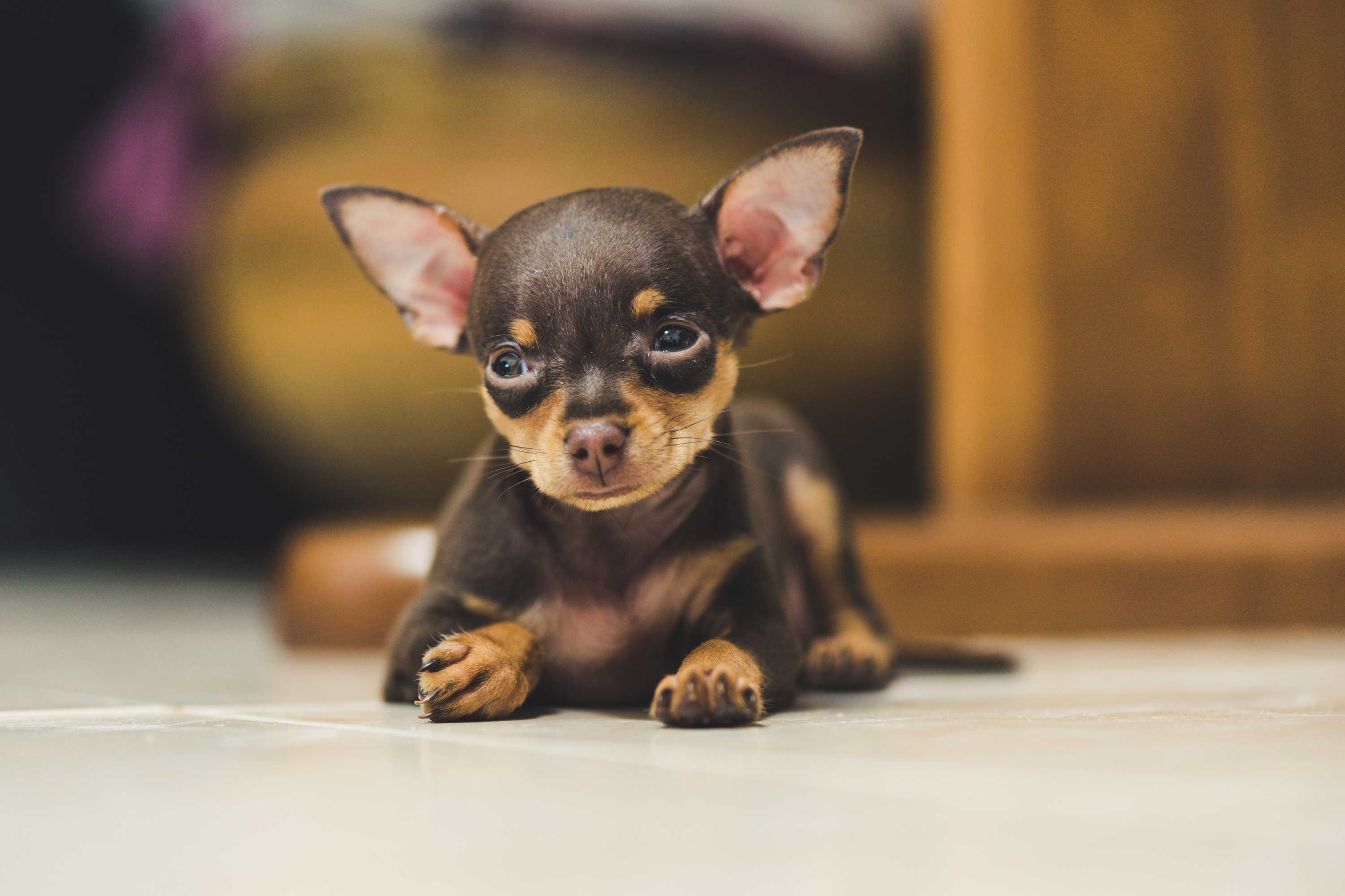 Quanti tipi di pinscher esistono? Guida completa alle razze pinscher ...